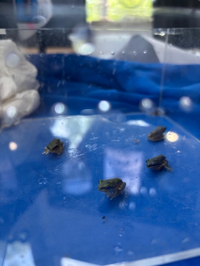 One Blue Eye And One Gold Eye White's Tree Frog by AK AXolotls