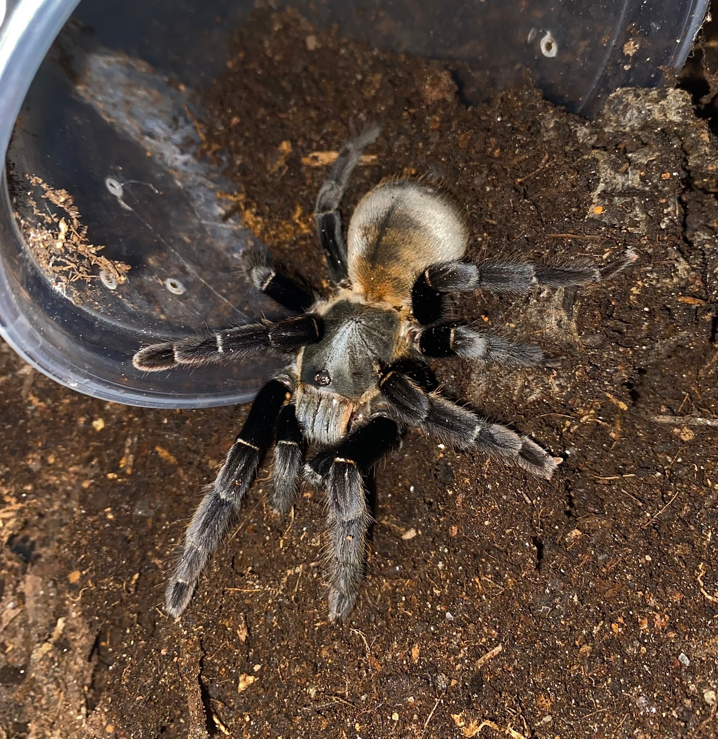Ornithoctonus Aureotibialis MF Tarantula by HornHub - MorphMarket