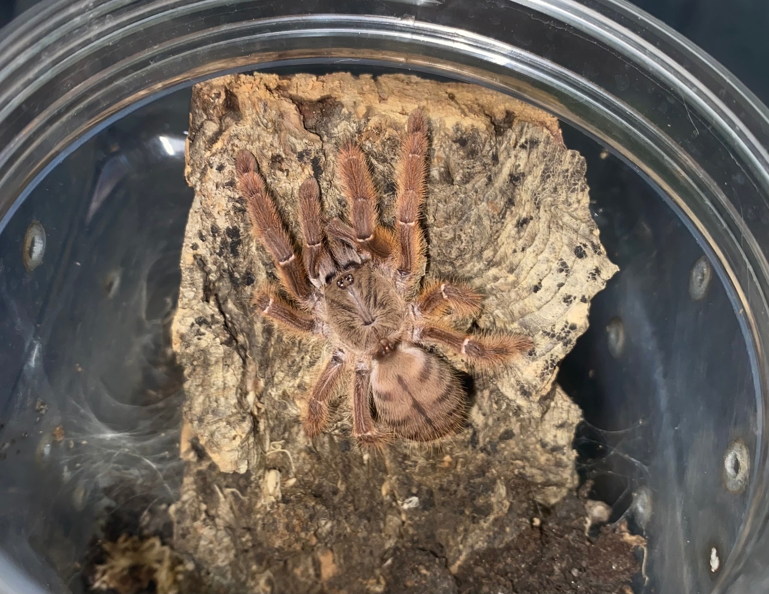Phormingochilus Sp. Rufus Tarantula by HornHub - MorphMarket