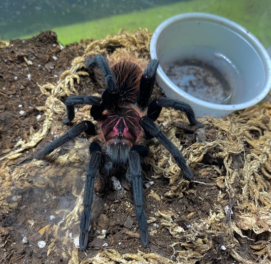 Xenesthis Sp. Megascopula Tarantula by HornHub