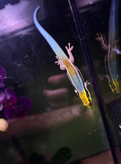 Neon Day Gecko by HornHub