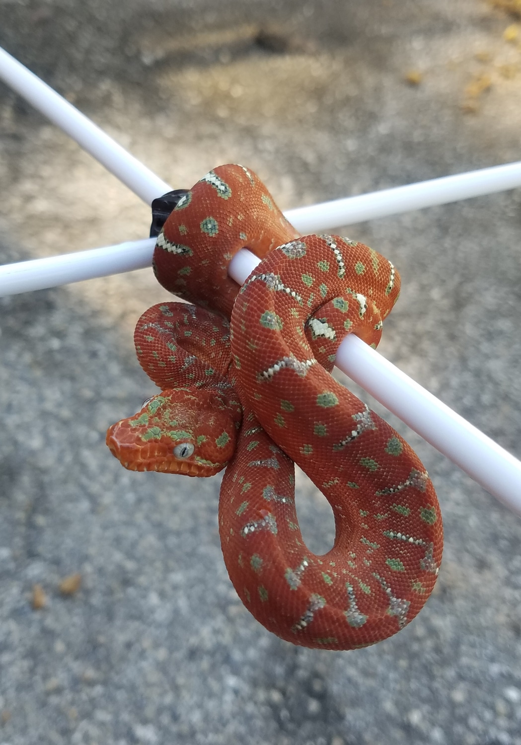 CBB Red Emerald Tree Boa Baby Northern Emerald Tree Boa by ABReptiles ...