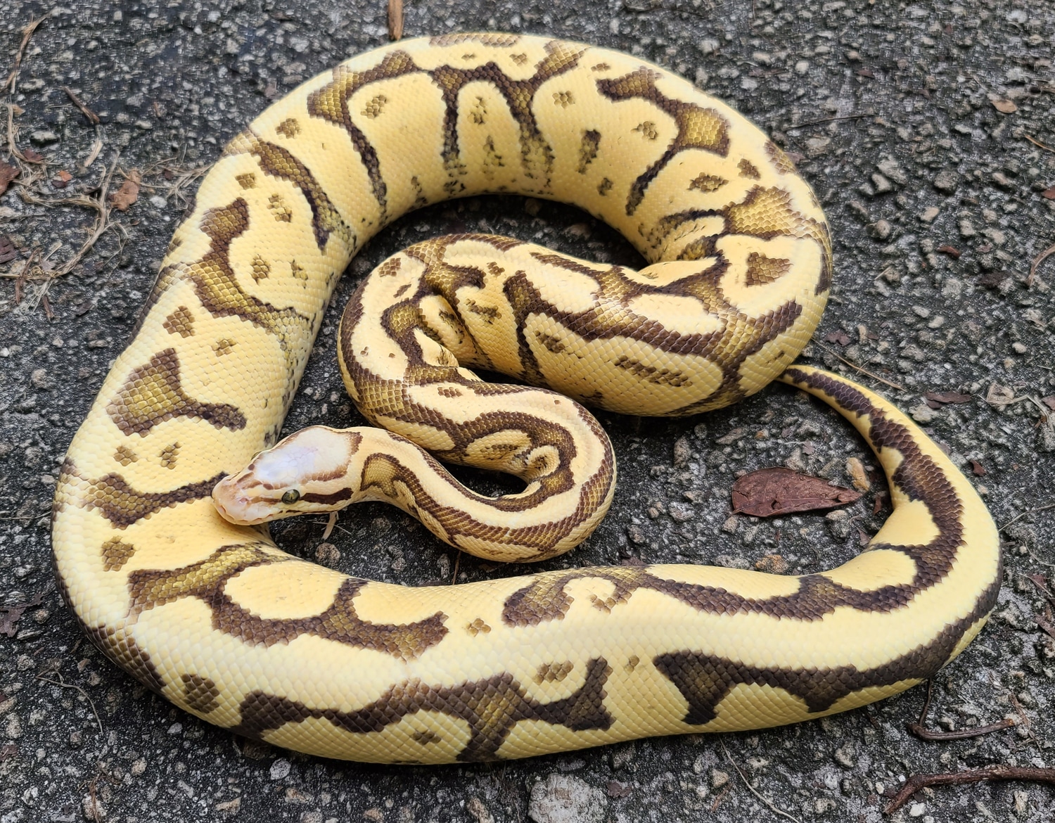 Pastel Super Vanilla Ball Python by ABReptiles - MorphMarket