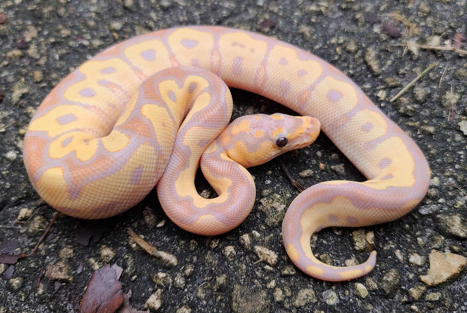 Banana Clown Ball Python by ABReptiles - MorphMarket