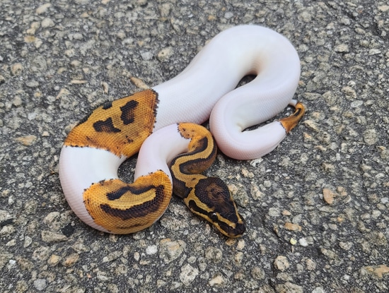 High White Piebald Ball Python by ABReptiles