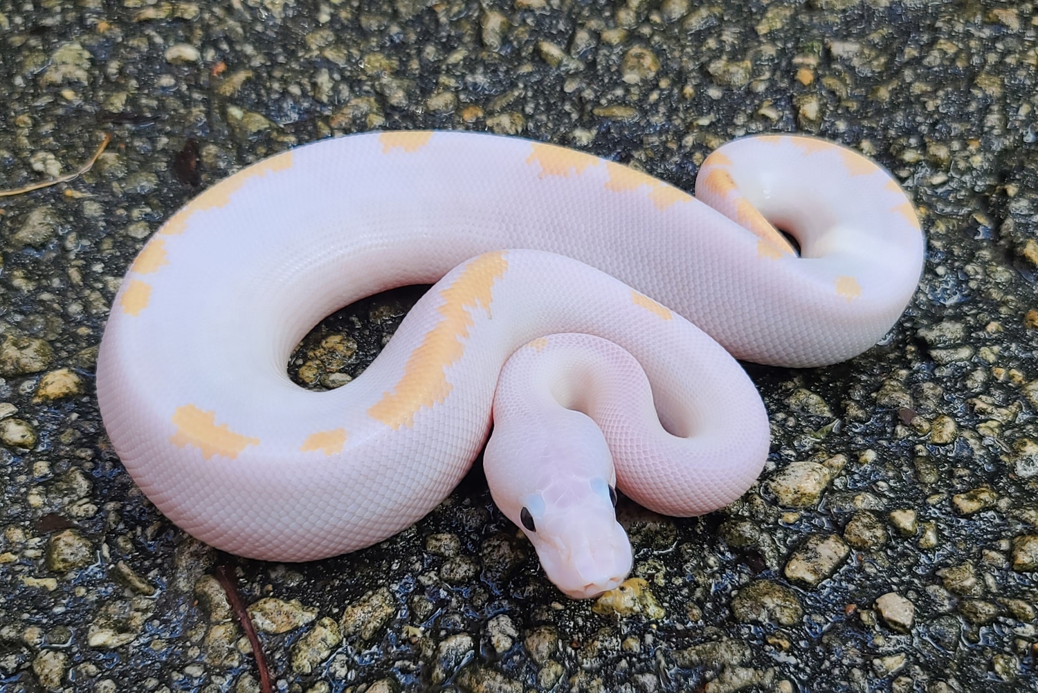 Black Eye Leucistic (Super Fire) Ball Python by ABReptiles - MorphMarket