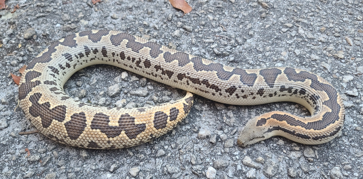 Rough-Scaled Sand Boa by ABReptiles - MorphMarket