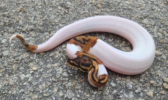 Medium/High White Piebald Ball Python by ABReptiles
