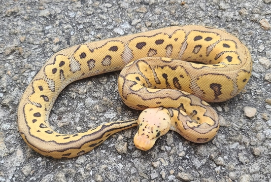 Killer Clown (Super Citrus Pastel) Ball Python by ABReptiles