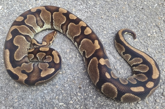 Adult Reduced Pattern 100% Het. Piebald Ball Python by ABReptiles