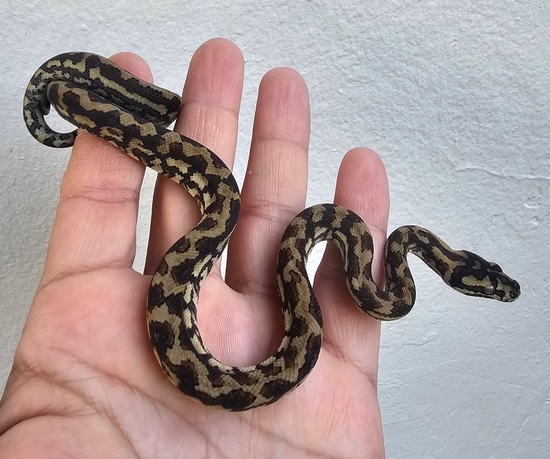 Caramel Jungle Carpet Python Other Carpet Python by ABReptiles