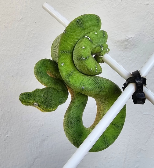 USCBB Emerald Tree Boa Northern Emerald Tree Boa by ABReptiles