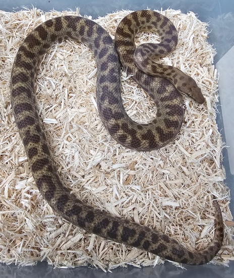 Spotted Python by ABReptiles