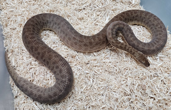 Children's Python by ABReptiles