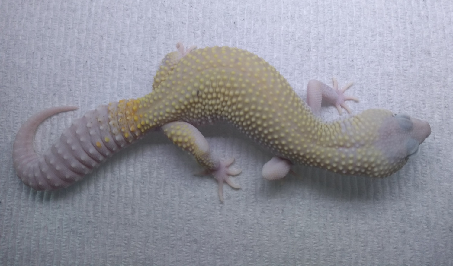 Blizzard Eclipse (Possible Mack Snow) Paradox Het Diablo Blanco Leopard ...