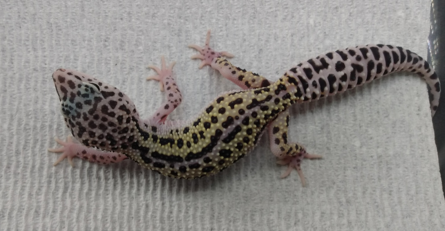 Mack Snow Reverse Stripe Eclipse Possible Giant Het RAPTOR Leopard ...