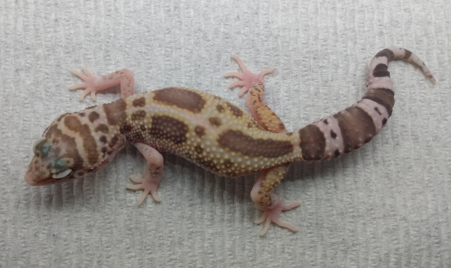 Mack Snow RAPTOR 66% Het Diablo Blanco Leopard Gecko by Absinthe ...