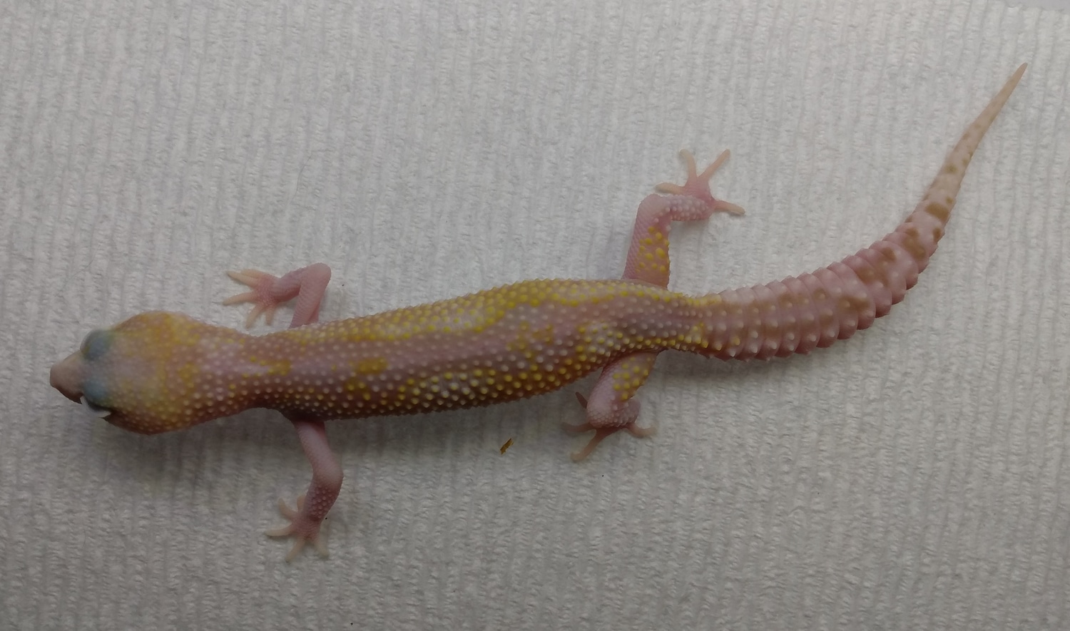 Mack Snow Reverse Stripe RAPTOR Poss WY Het Blizzard Leopard Gecko by ...