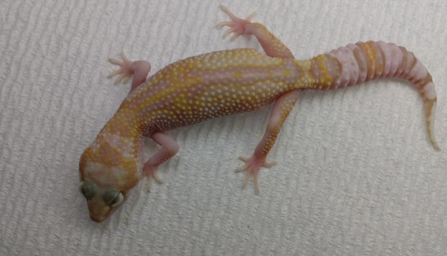 Mack Snow Reverse Stripe RAPTOR Het Blizzard Leopard Gecko by Absinthe ...