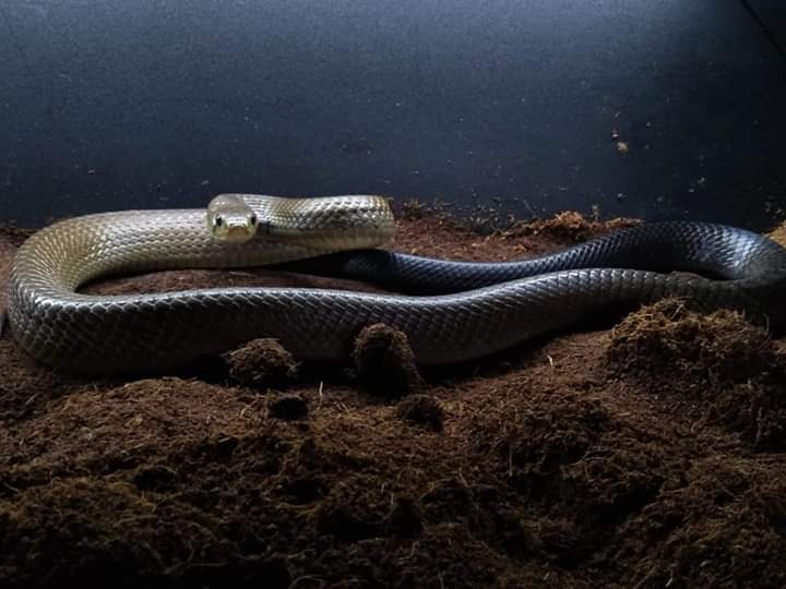 Black Tail Cribo Cribo & Indigo Snake by Absinthe Reptiles - MorphMarket