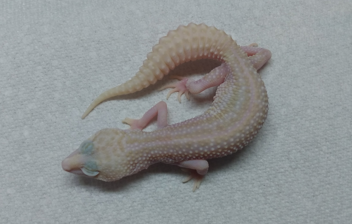 Super Snow Tremper Albino Possible Giant Het Eclipse Ph Blizzard ...