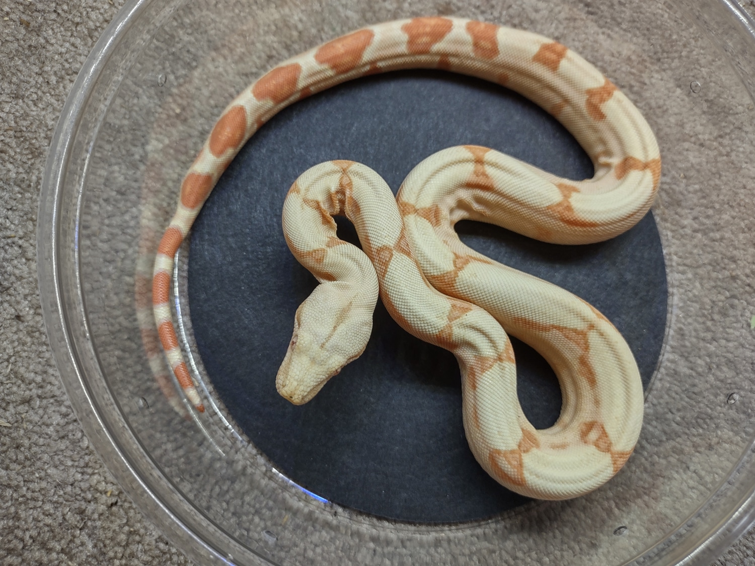 Sunglow Possible Super Sunglow Pos Summit Pastel 50% Het Moonglow Boa ...