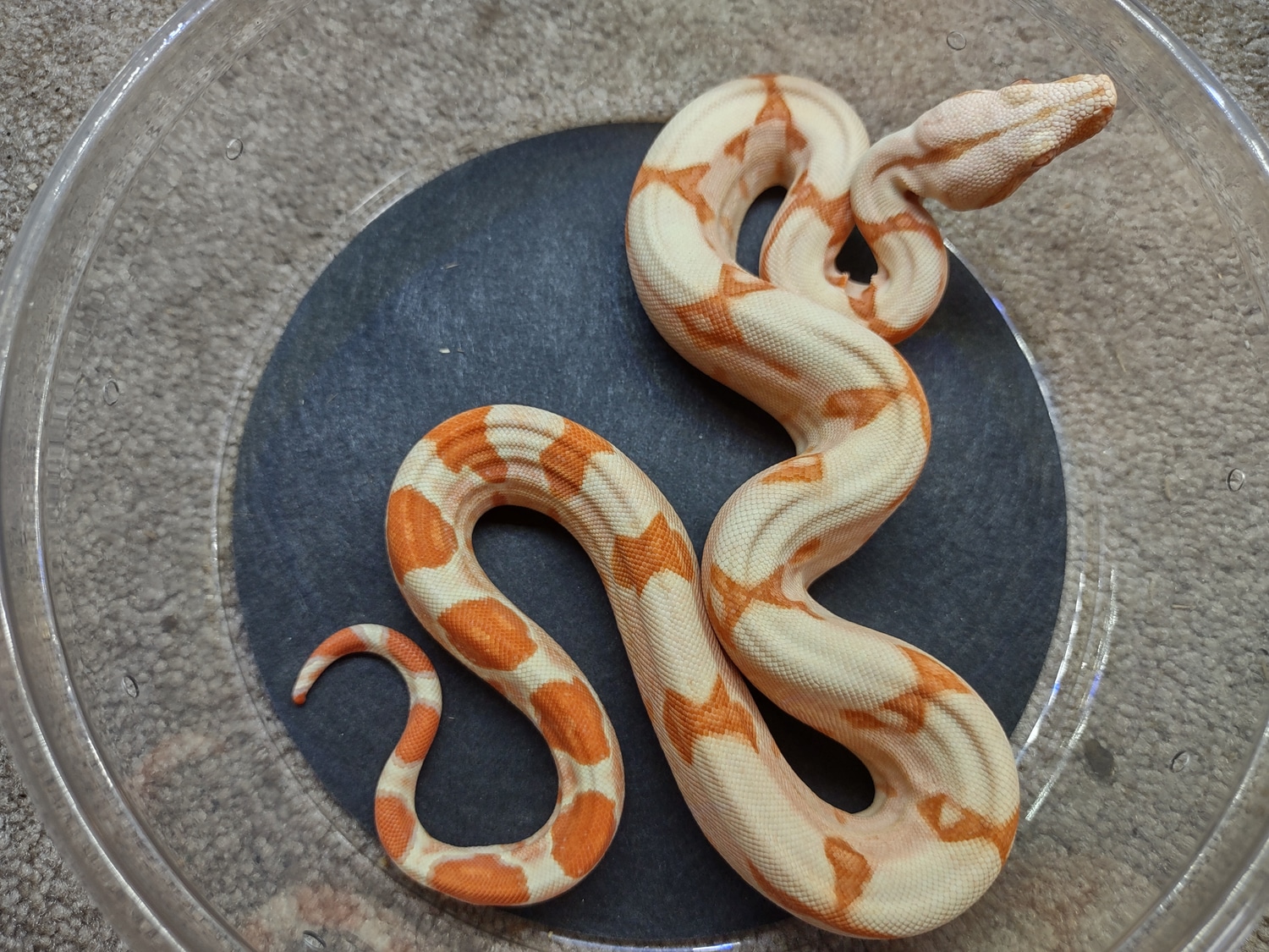 Sunglow Possible Super Sunglow Pos Summit Pastel 50% Het Anery(1) Boa ...