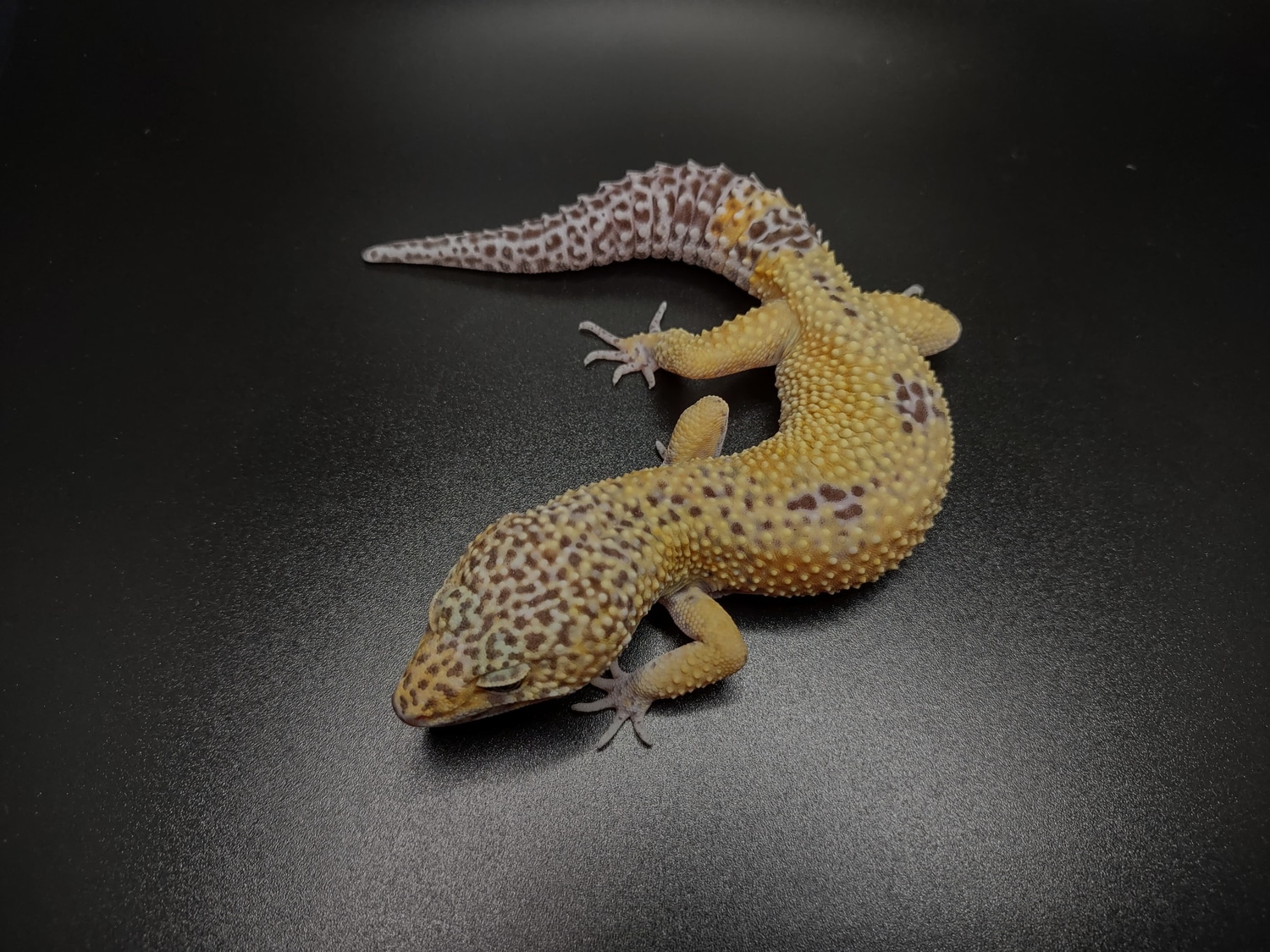 Mack Snow Tangerine Cross Het Rainwater 50% Het Eclipse And Blizzard 25 ...