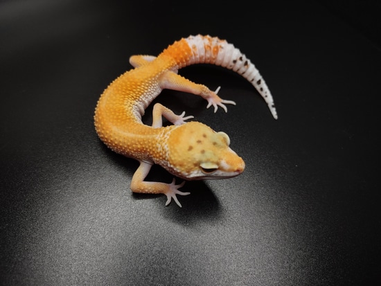 White And Yellow Mack Snow Super Hypo Tangerine Het RAPTOR 25% Het ...