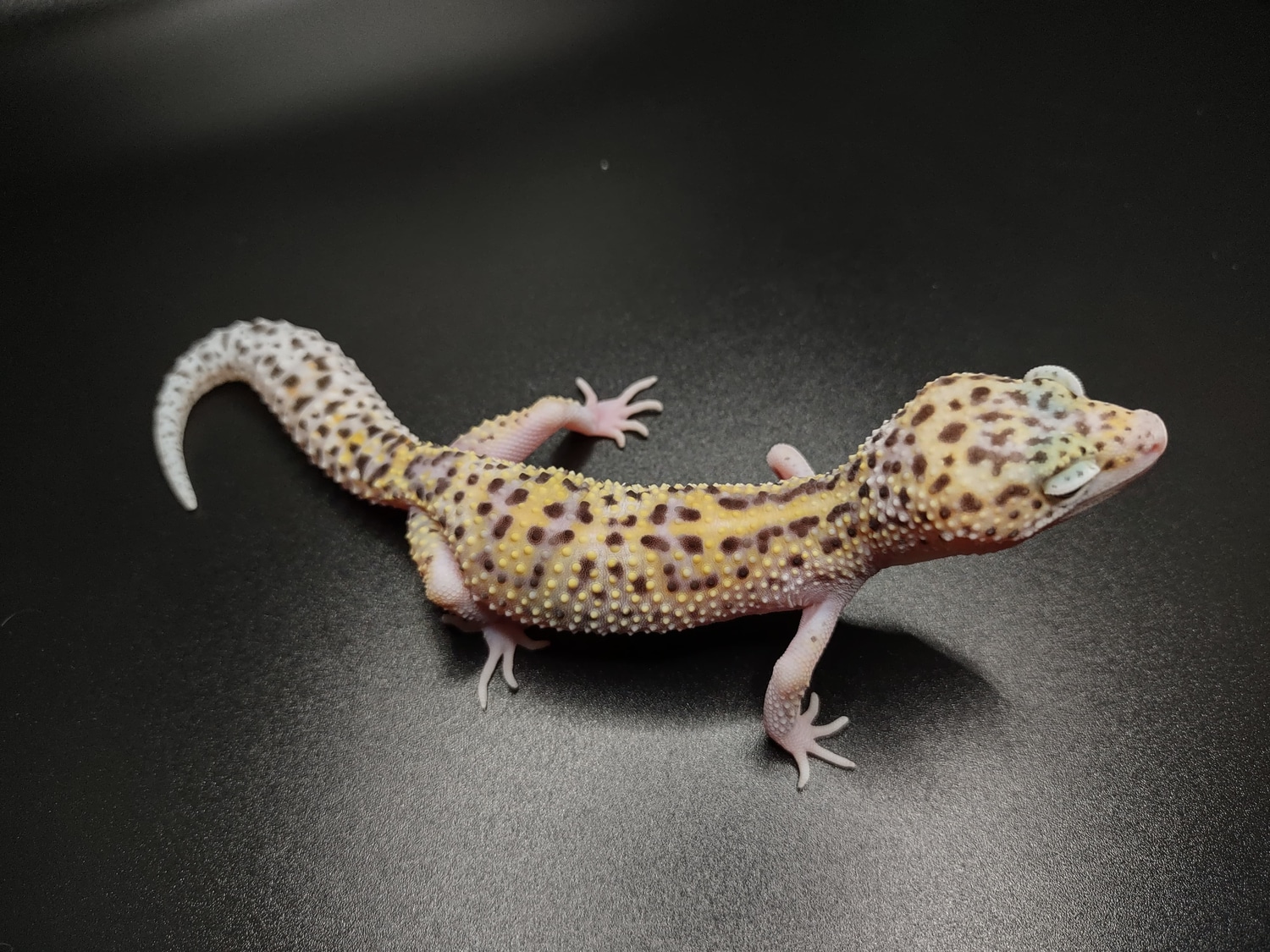 White And Yellow Mack Snow Eclipse Het Tremper 50% Het Blizzard Leopard ...