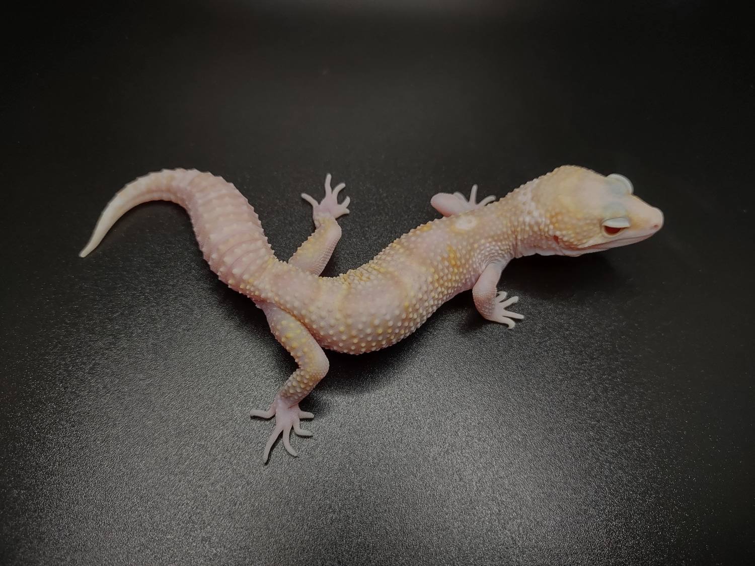 Mack Snow RAPTOR Het Blizzard Leopard Gecko by Absinthe Reptiles ...