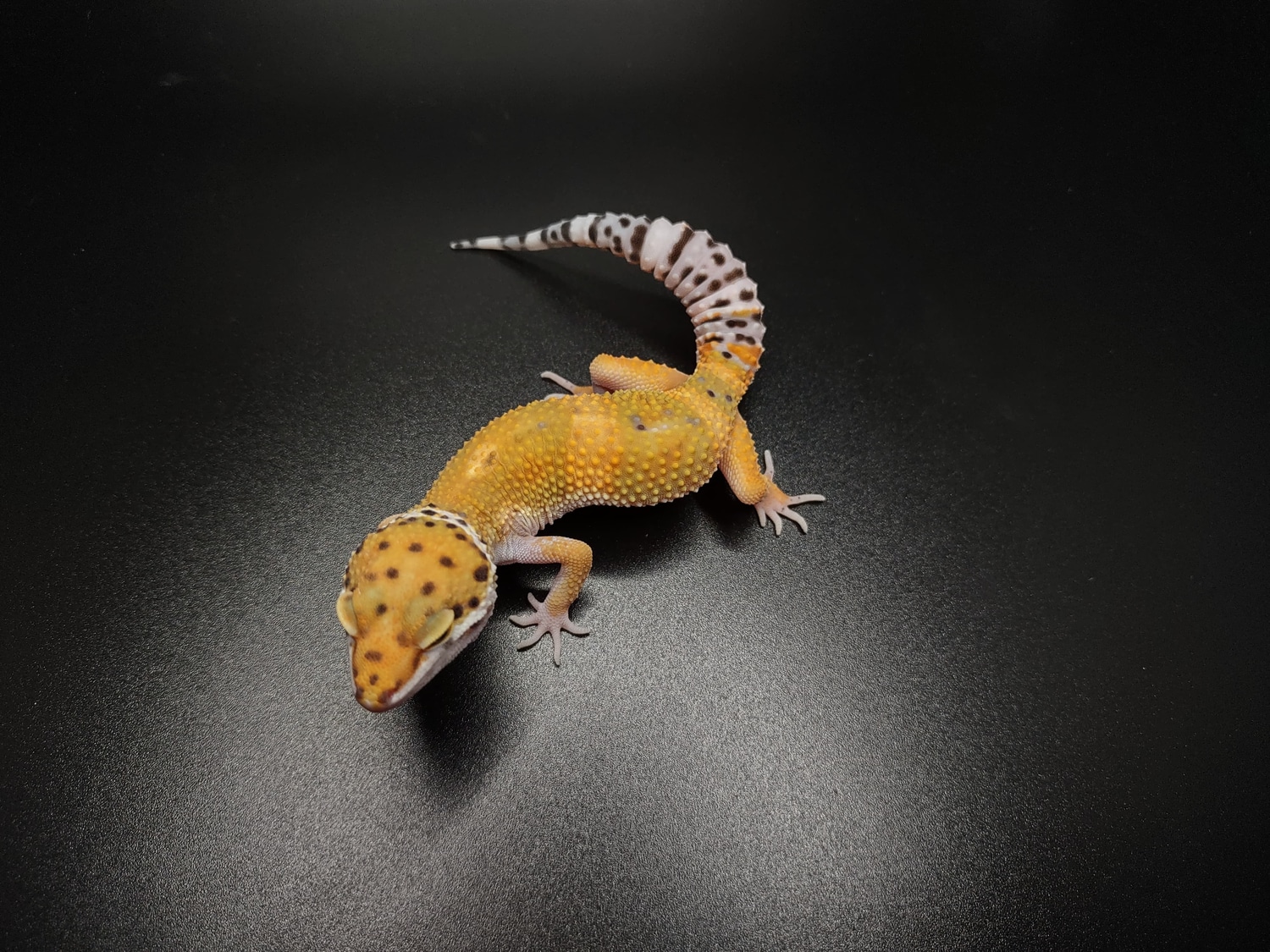 Tangerine Het RAPTOR 25% Het Blizzard Leopard Gecko by Absinthe ...