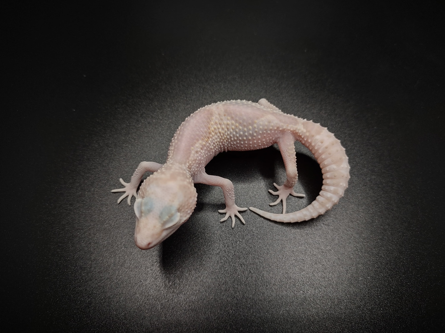 Mack Snow RAPTOR Het Blizzard Leopard Gecko by Absinthe Reptiles ...