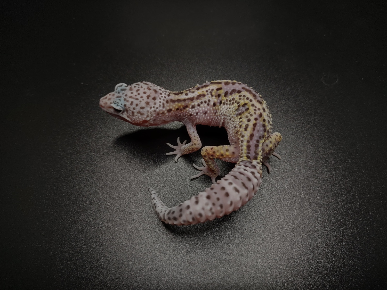 Mack Snow Het Eclipse 66% Het Tremper 50% Het Blizzard Leopard Gecko by ...