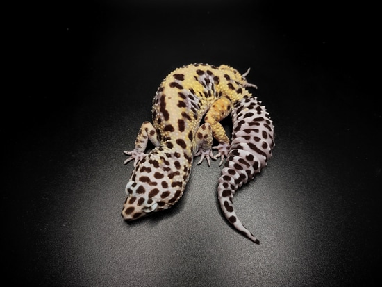 Mack Snow Het Rainwater 50% Het Blizzard And Eclipse 25% Het Murphys ...