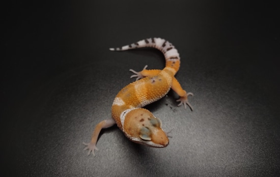 Mack Snow Hypo Tangerine Het RAPTOR 25% Het Blizzard Leopard Gecko by ...