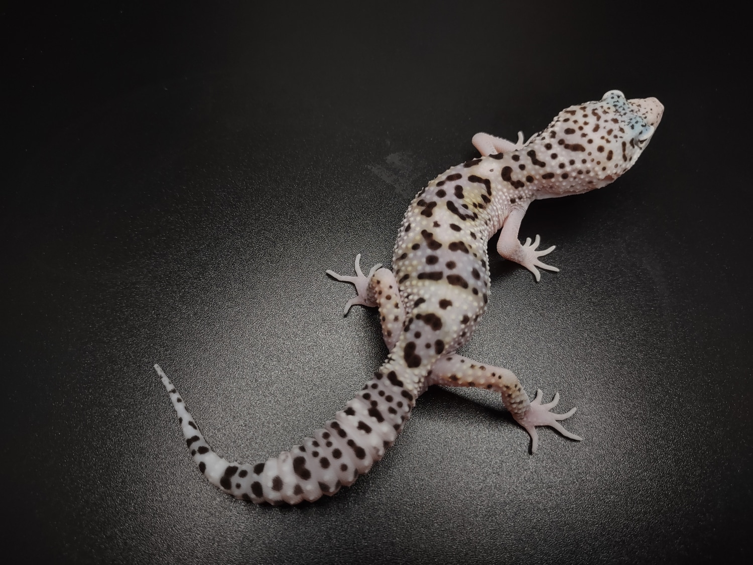 Mack Snow Eclipse Het Blazing Blizzard Leopard Gecko by Absinthe ...