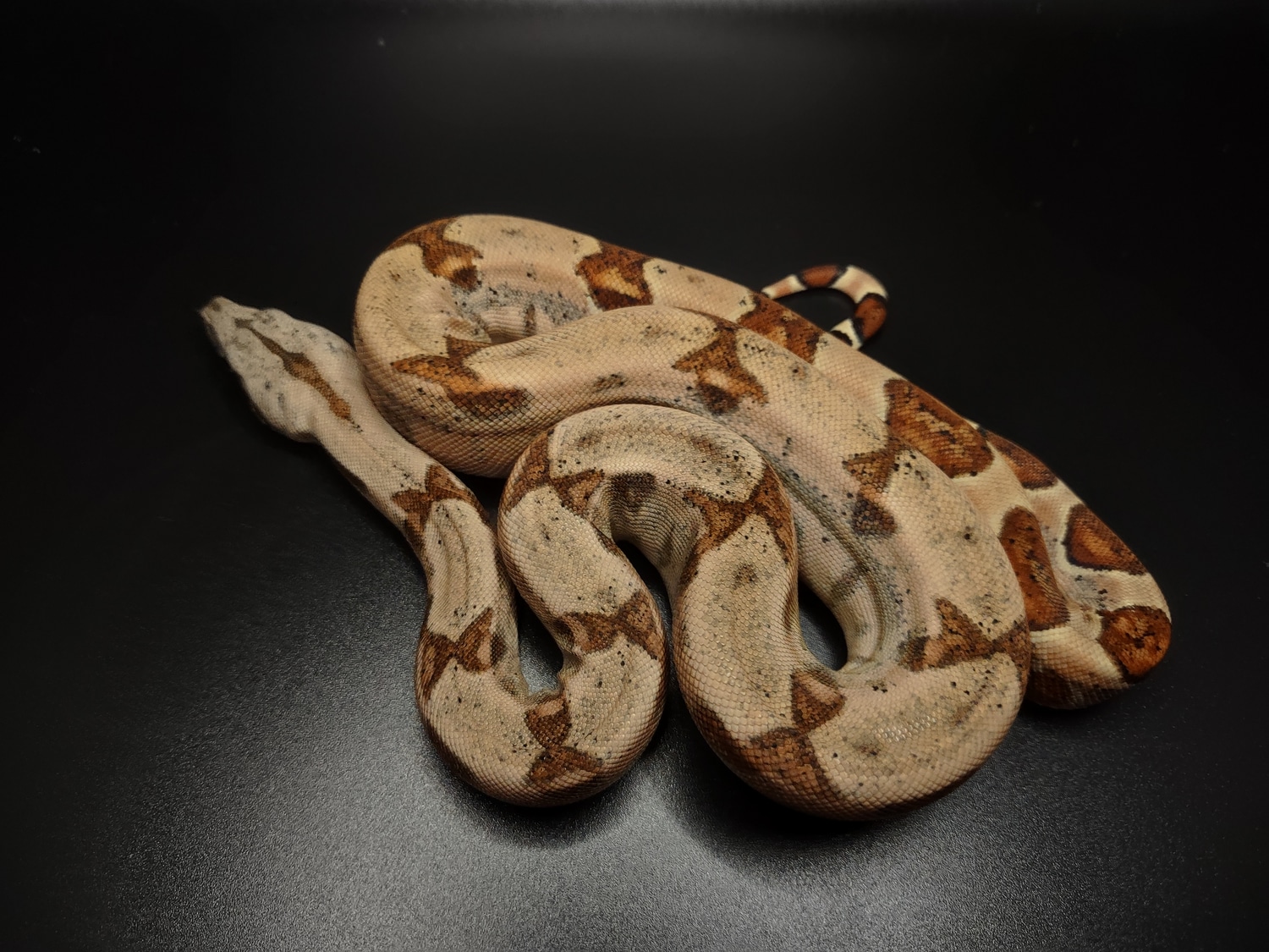 Hypo Summit Pastel 66% Het Kahl Albino 50% Het Anery Boa Constrictor by ...