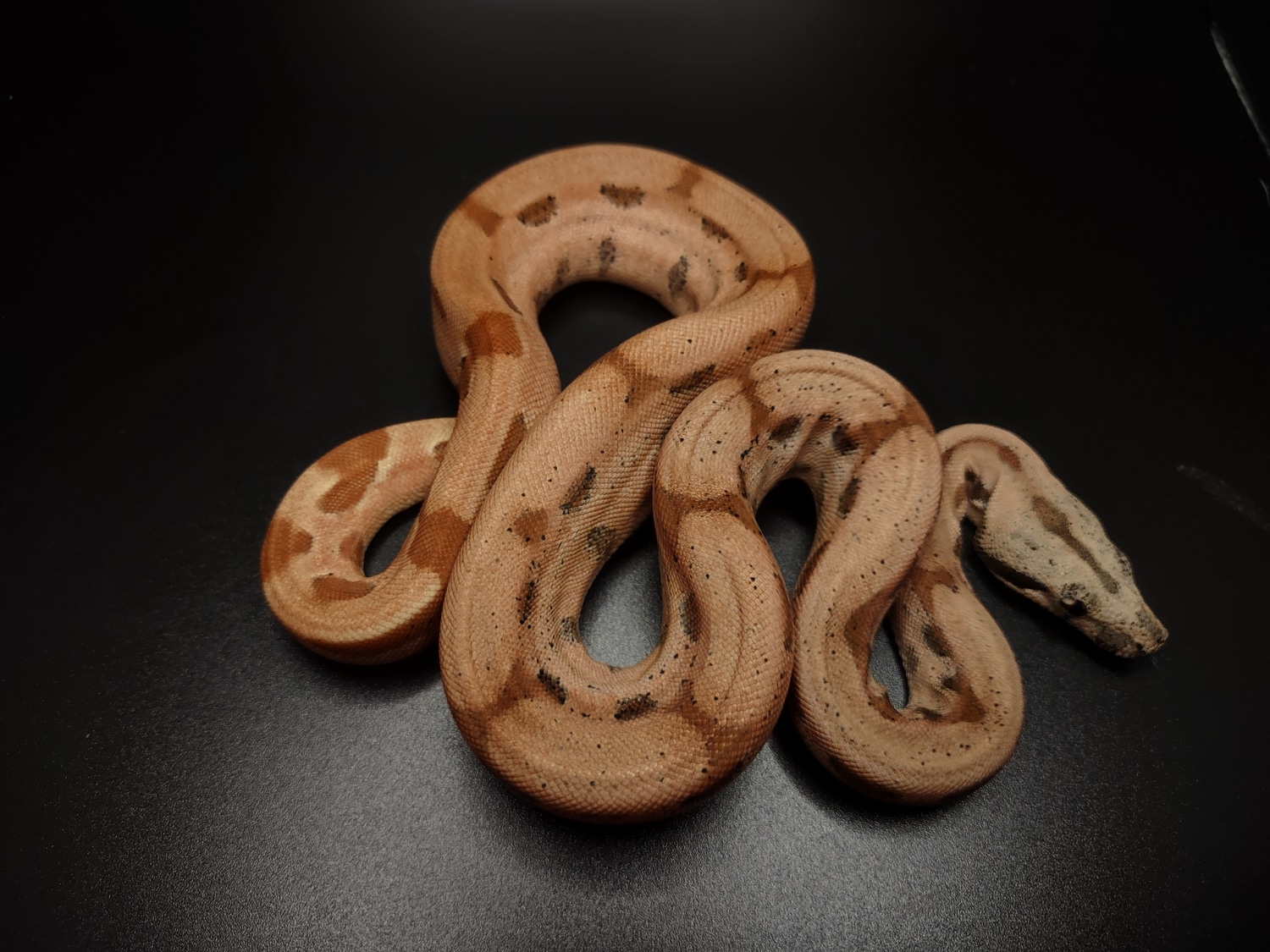 Hypo Possible Super Hypo Arabesque Summit Pastel 66% Het Kahl Albino 50 ...
