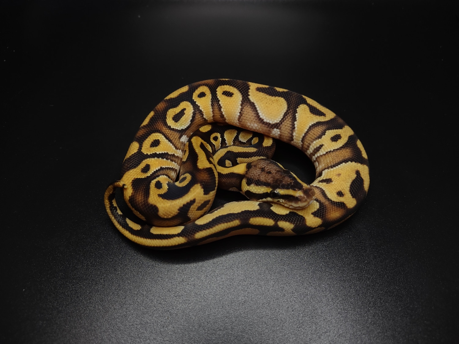 Pastel Enchi Mystic Ball Python by Absinthe Reptiles - MorphMarket