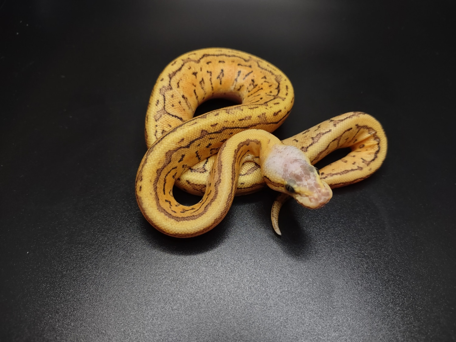 Dragonfly Het Caramel Albino Ball Python by Absinthe Reptiles - MorphMarket
