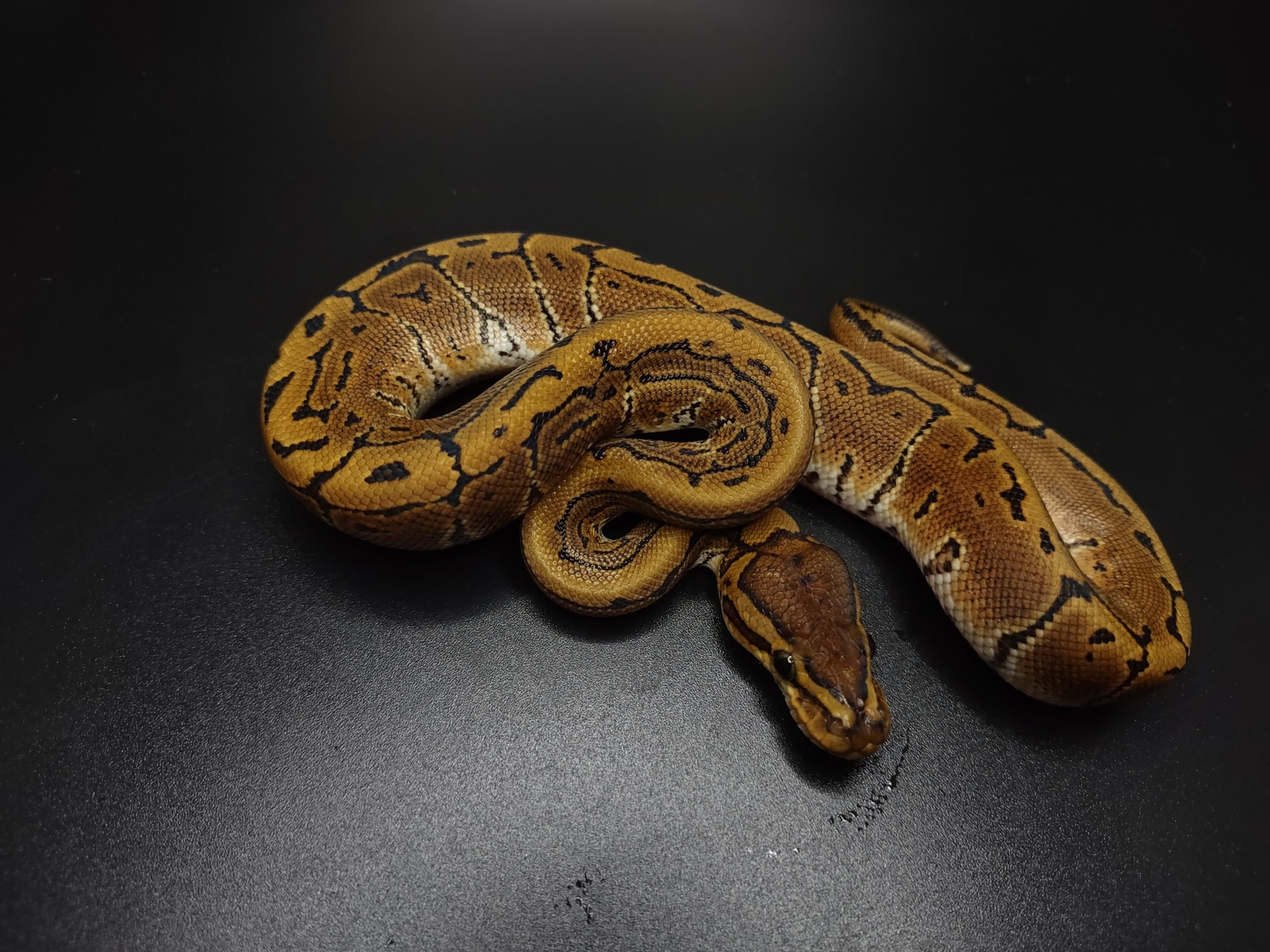 Pinstripe Het Caramel Albino Ball Python by Absinthe Reptiles - MorphMarket