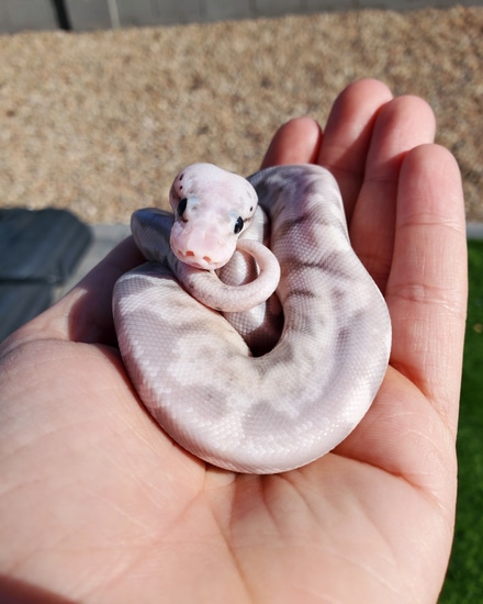 Sterling Bee Ball Python by A&BsLivingArtExotics