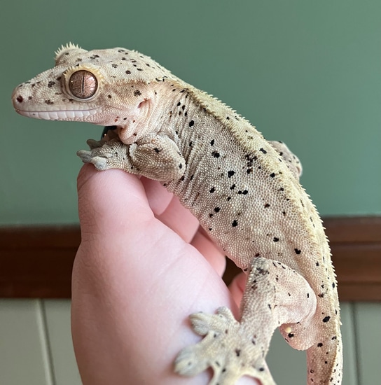 Proven Male Super Dalmatian Crested Gecko by Abstract Arboreals