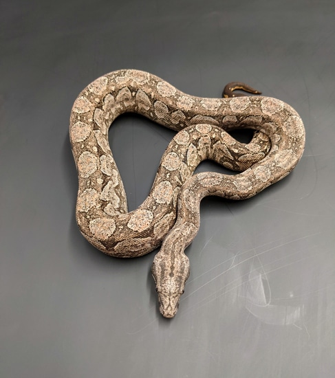 2020 Yearling Female Argentine Boa Constrictor by AC Exotics
