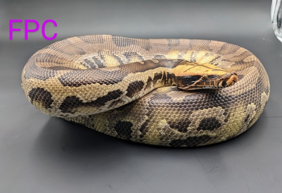 Pure Aceh Sumatran STP Sumatran Short-Tailed Python by AC Exotics