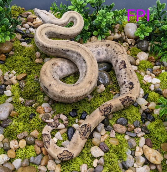 Female Pearl Island Pearl Island Boa Constrictor by AC Exotics