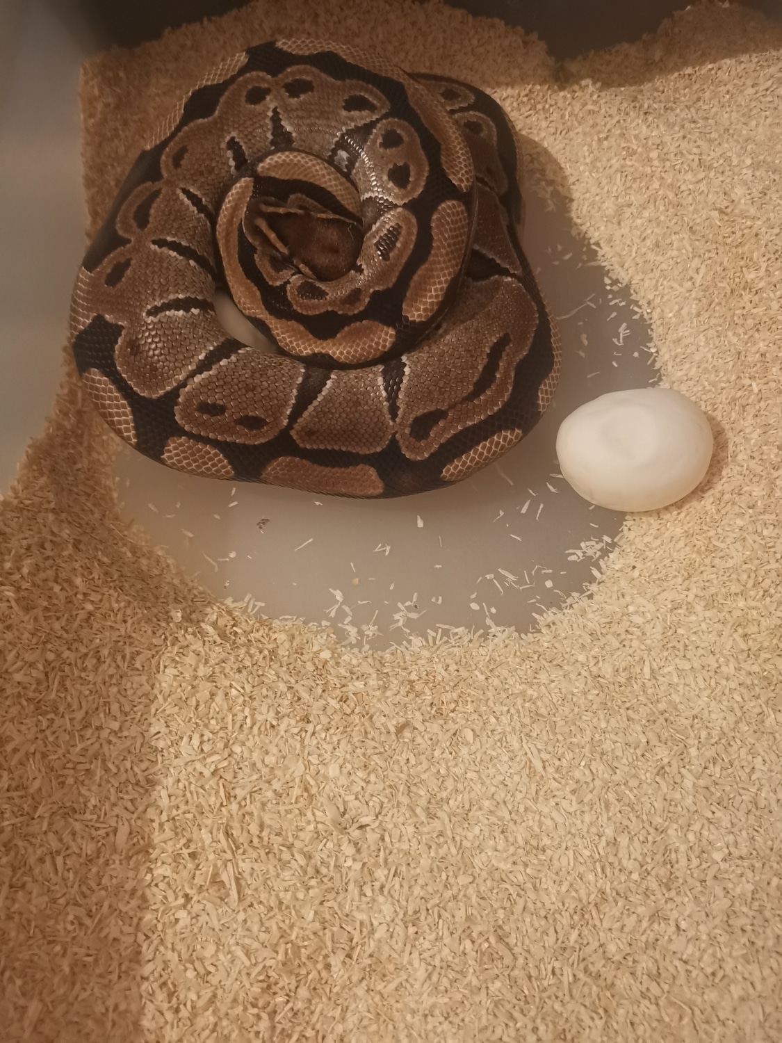 Pair Pastel And Normal Dh Albino Clown Ball Python by AC-Snake ...