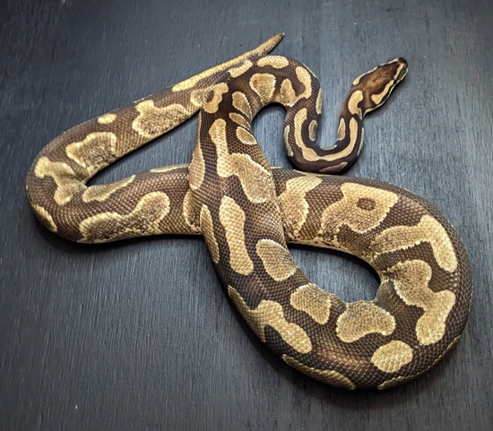 Draco Ball Python by Acacia Ball Pythons