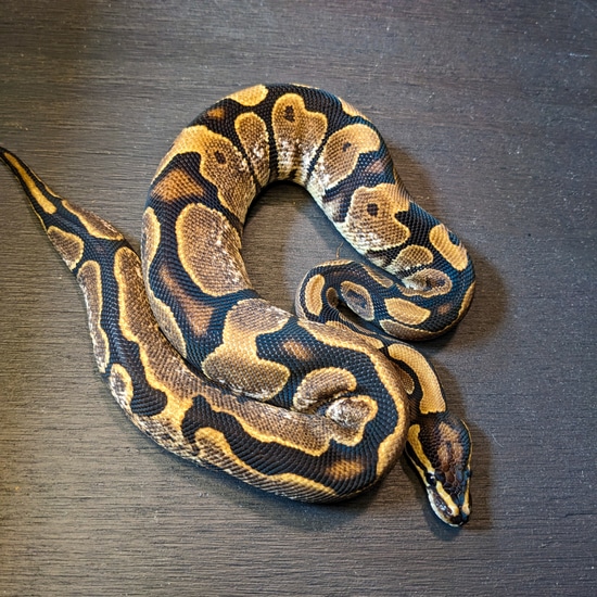 Charlie Ball Python by Acacia Ball Pythons